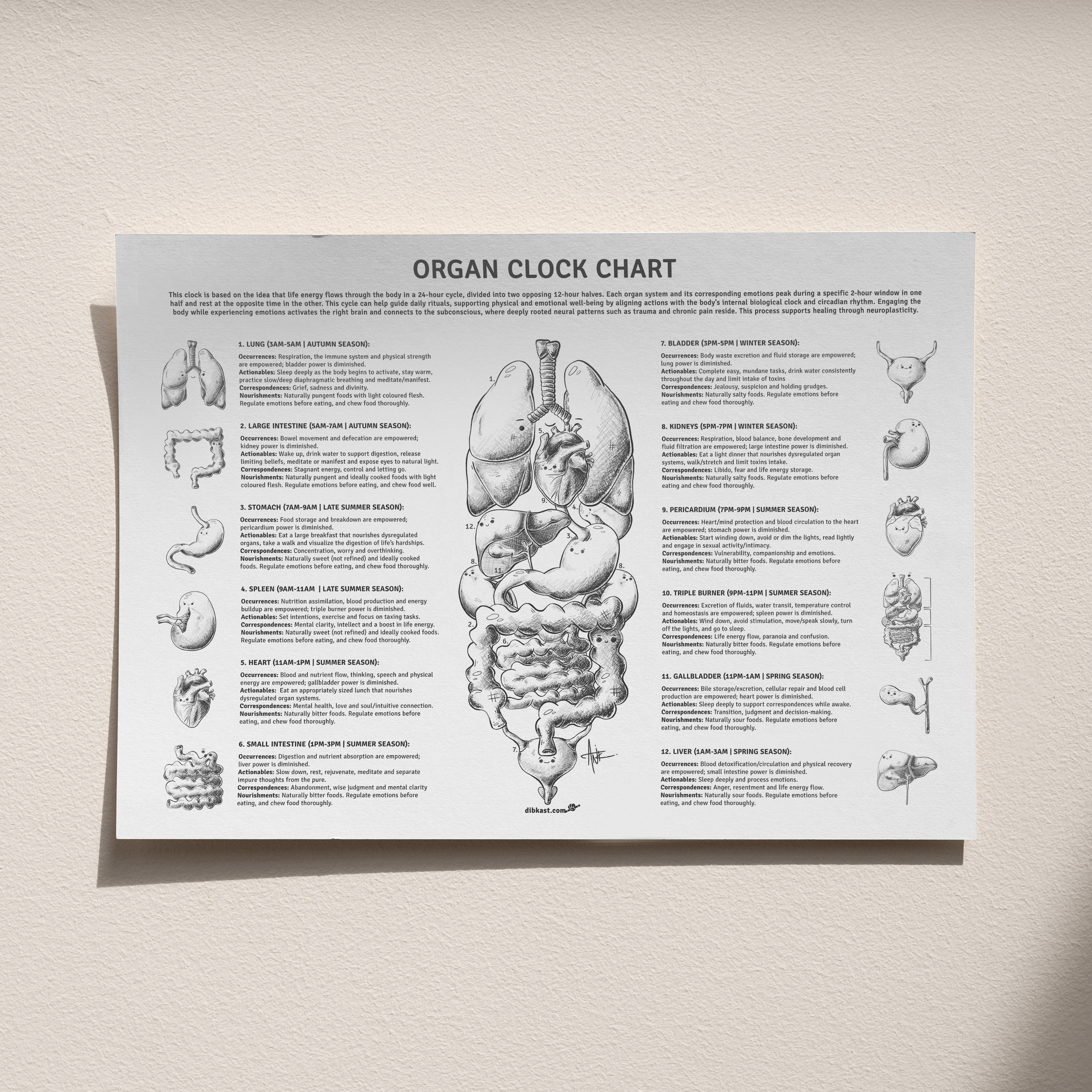 Organ Clock Chart (A3 Size) – Dibkast
